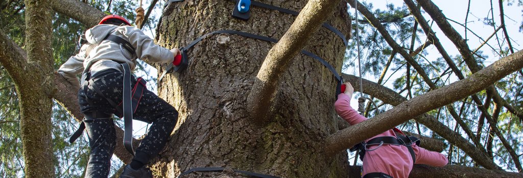 Big tree climb - Heatree Activity Centre