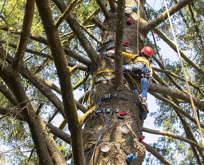 Big Tree Climb - Heatree Activity Centre